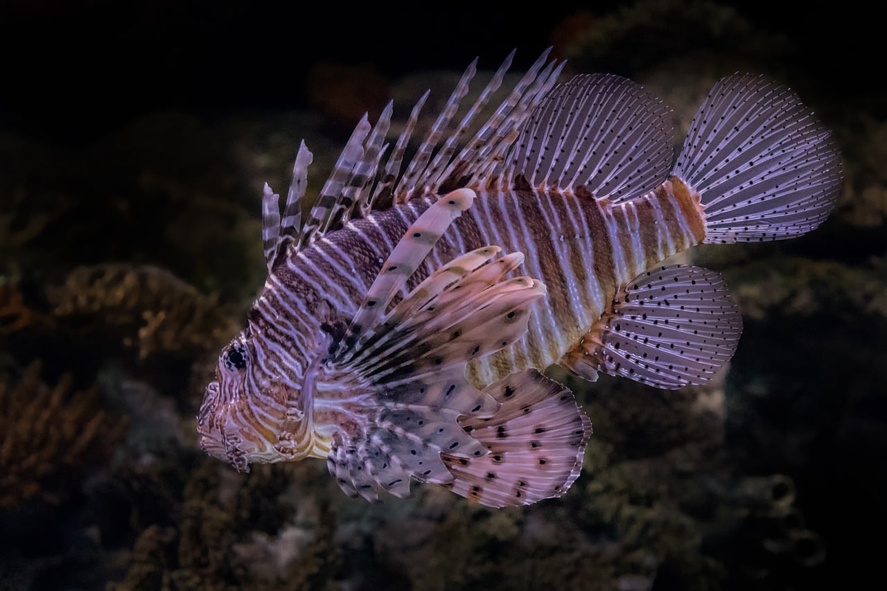Caribbean Reef Fish Foundation | St. Croix, USVI